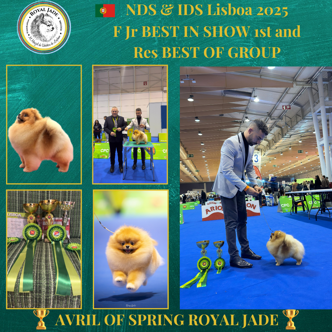 Expo/Shows – Pomeranian Toy